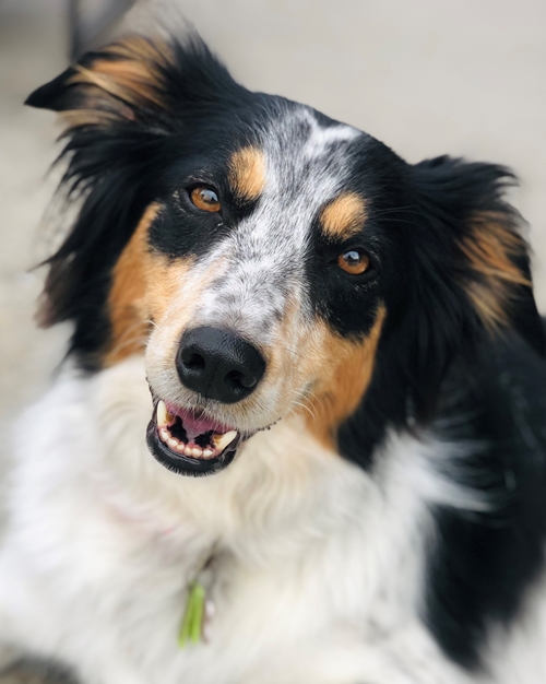 MEDIUM DOGS - Melbourne