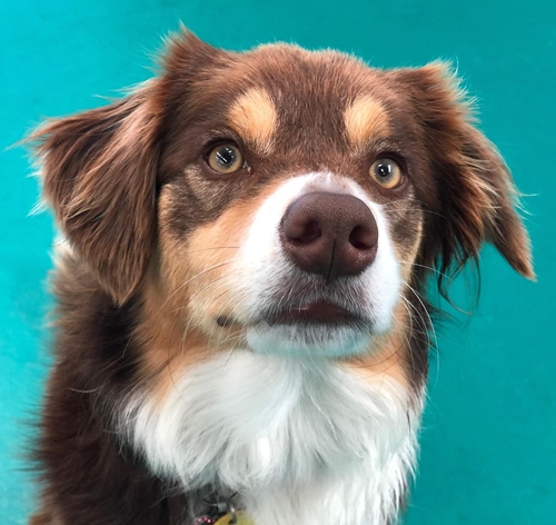 MEDIUM DOGS - Melbourne