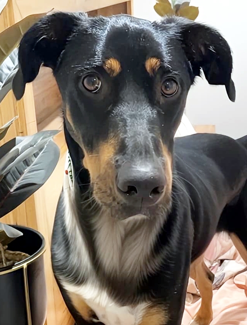 LARGE DOGS - Melbourne