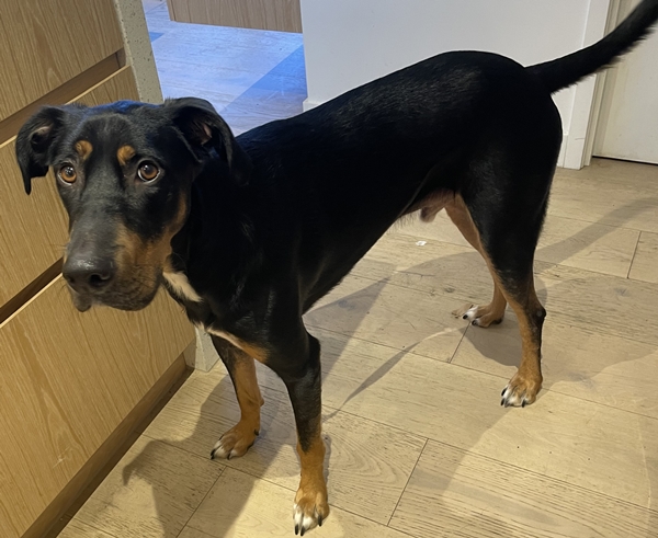 LARGE DOGS - Melbourne