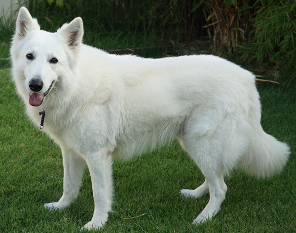 LARGE DOGS - Melbourne