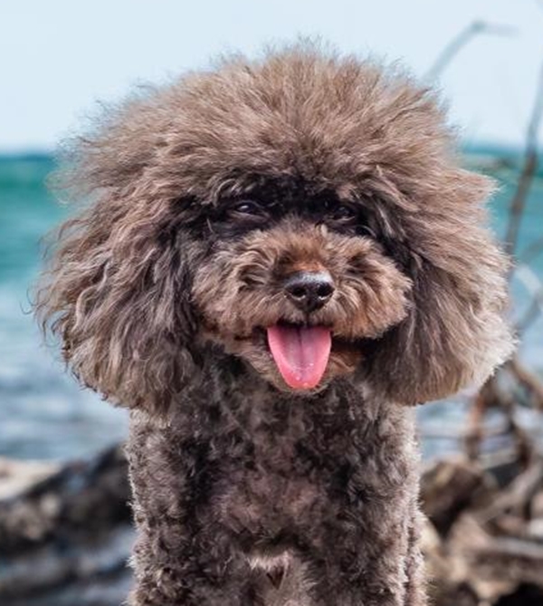 SMALL DOGS - Brisbane